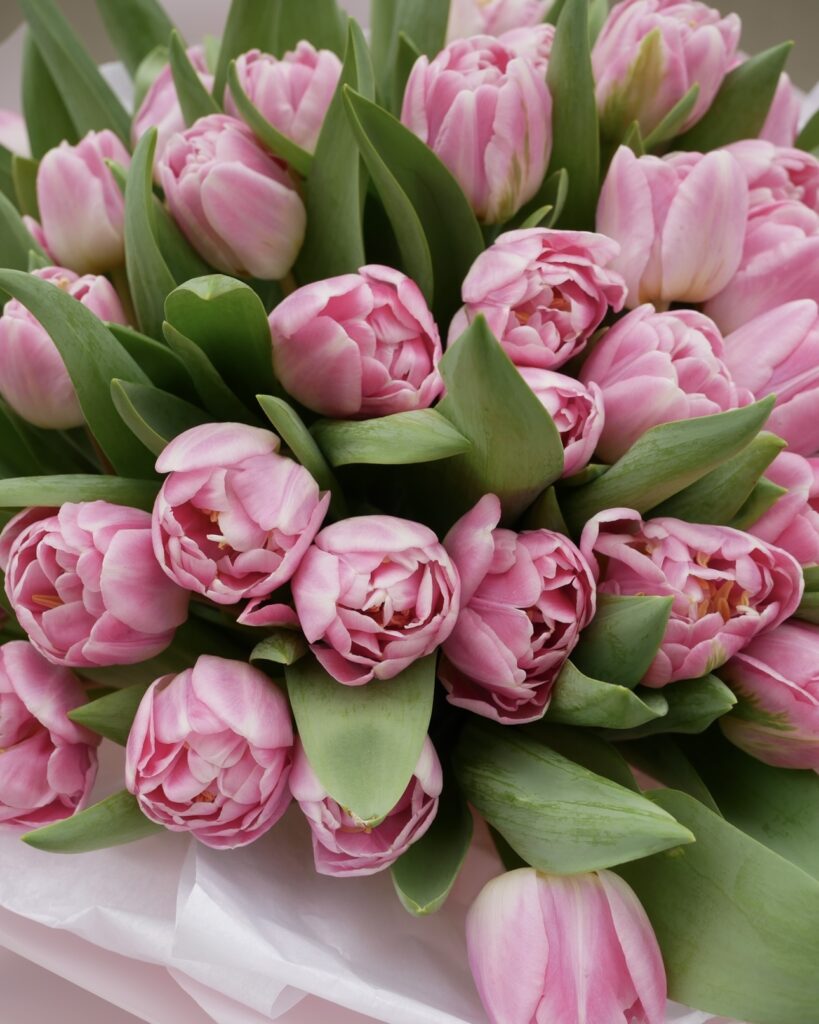 Розовые пионовидные тюльпаны - bloomflowers.pl