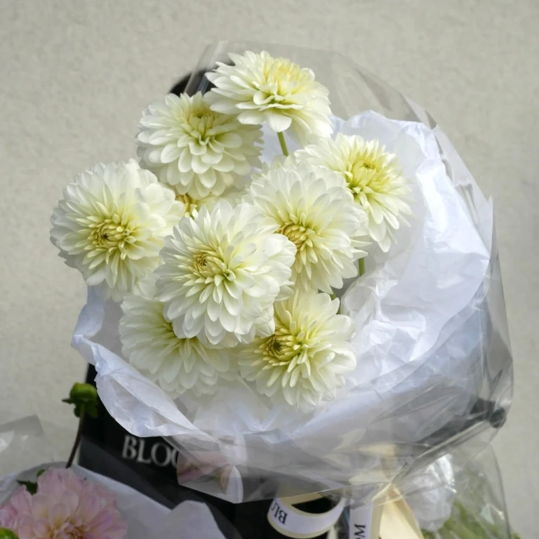 Bukiet dalii - bloomflowers.pl